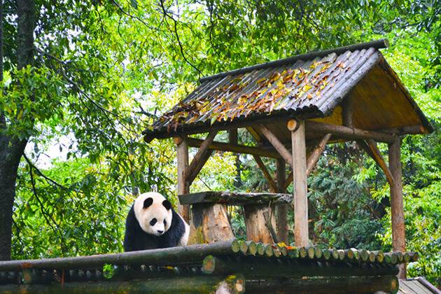 Top Best Places to Encounter Adorable Giant Pandas in China - China ...